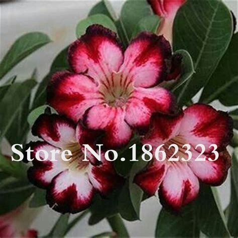 Multicolored Adenium Bonsai Seeds Free Shipping Up To