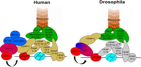 2 Centromeric Protein Composition In Humans And Drosophila