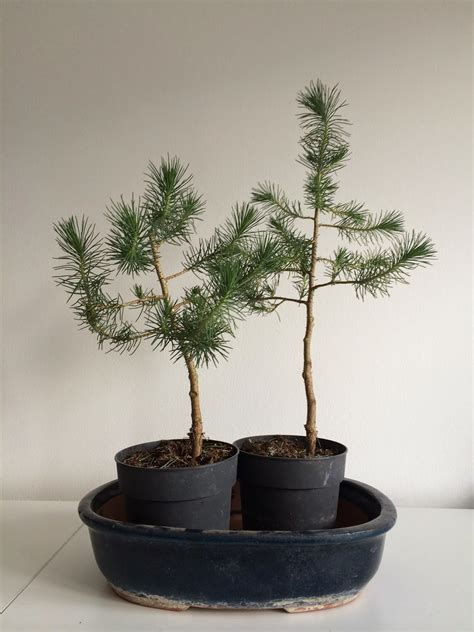 Nordic Nebari By Kenneth Olsen Furture Bonsai Twin Trunk Pine Bonsai