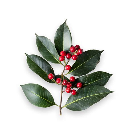 Toothpaste Essential Oxygen The Joy Of Clean