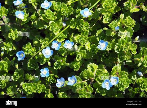 Birdeye Speedwell Common Field Speedwell Persischer Ehrenpreis