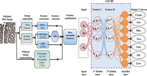 Figure 2 From Bioimage Based Prediction Of Protein Subcellular Location In Human Tissue With