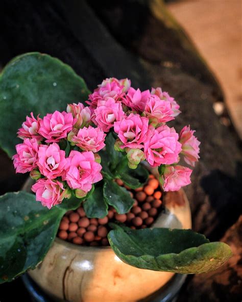 🌹 กุหลาบหิน ดอกสีชมพู 🌸 สายพันธุ์ Pooksub ปลูกทรัพย์