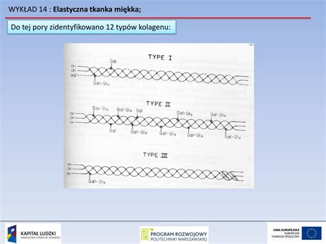 PPT WYKŁAD Elastyczna tkanka miękka PowerPoint Presentation free download ID
