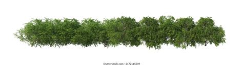 3d Render Flowers Shrubs White Background Stock Illustration 2172115549 Shutterstock