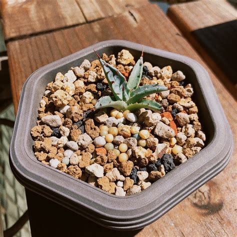 Agave