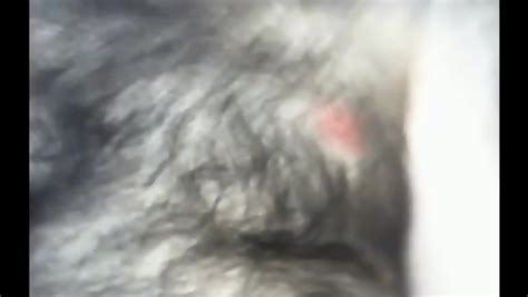 Hairy Bear Shows Off On Webcam