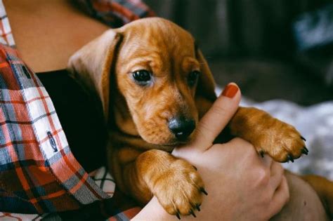 Lo Que Se Clasifica Como Diarrea En Cachorros