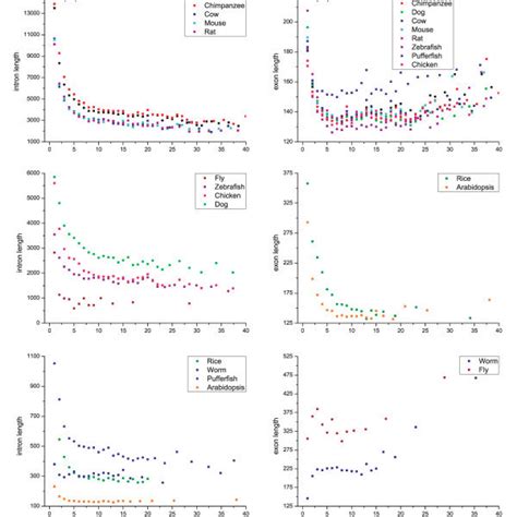 Variation Patterns Of Intron A Or Exon Length B As A Function Of Download Scientific
