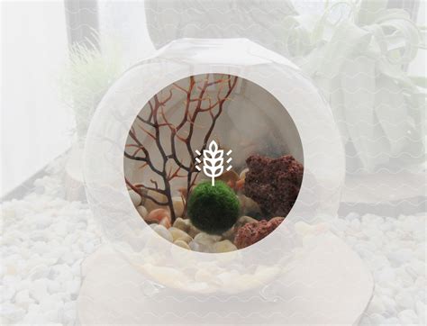 I Am A Farmer 10번째 마당 요즘 대세는 반려식물 키우기 쉬운 반려식물 4가지