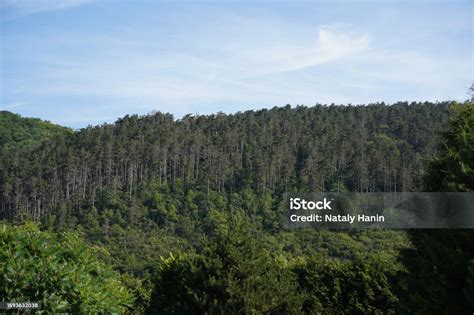 Karlstejn 성 근처 숲의 키 큰 나무 프라하 근처의 인기있는 관광 명소 체코 0명에 대한 스톡 사진 및 기타 이미지