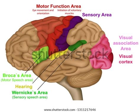 Brain Motor Cortex Images Stock Photos Vectors Shutterstock