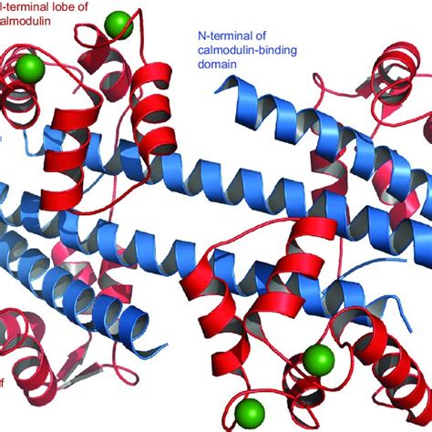 Crystal Structures Of Calmodulin And Calmodulin Binding Domain Are Download Scientific Diagram