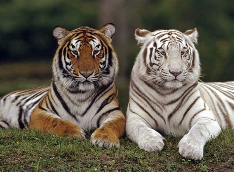 15 Weird Animal Sex Facts The Luxury Spot
