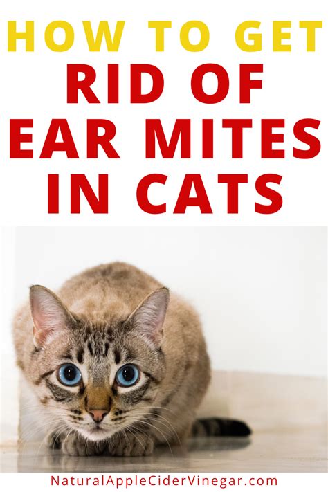 70 Awesome How To Get Rid Of Ear Mites In Cats At Home Insectza