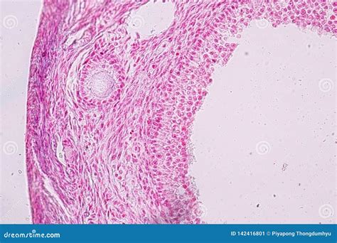 Histological Sample Ovary Of Rabbit Tissue Under The Microscope Stock