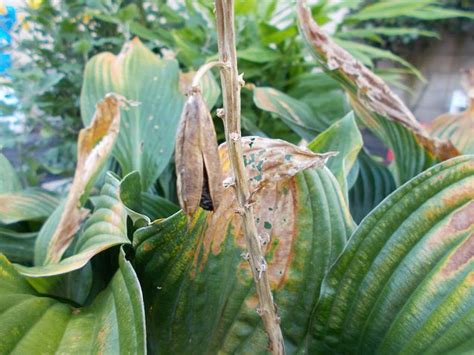 ギボウシ ホスタ の特徴と育て方咲き終わった花茎は切ったほうがよい ラクして楽しむガーデニング