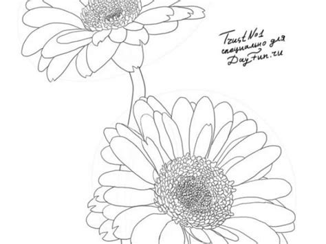 Gerber Daisy Drawing At Paintingvalley Com Explore Collection Of Gerber Daisy Drawing