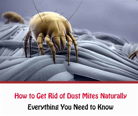 How To Tell Dust Mites At Timothy Stump Blog