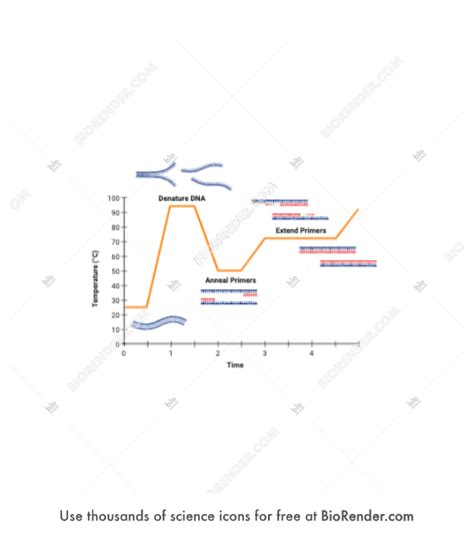 Free Graph Of Pcr Stages Relative To Temperature Icons Symbols