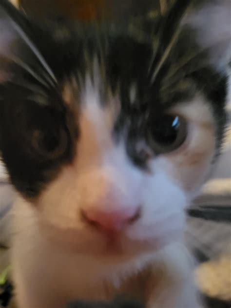 Need Help Naming This Hellspawn Girl Btw R Catnames