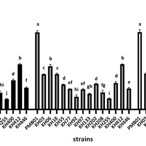 Antagonistic Effects Of 15 Bacillus Amyloliquefaciens Strains Against