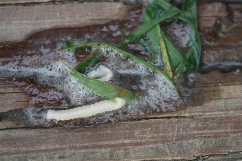 Sebab Kenapa Kucing Muntah Buih Putih Hijau Kuning Darah Dll