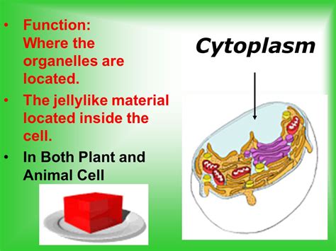 Cytoplasm Function Plant Cell