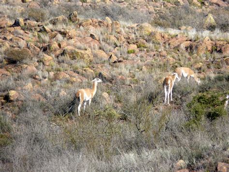 Foto Parque Nacional Lihué Calel Lihué Calel La Pampa Argentina
