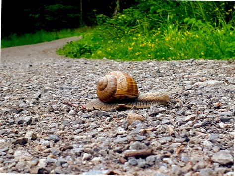 Slug Path Snail Free Photo On Pixabay Pixabay