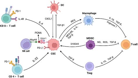 Frontiers Ecological Niches For Colorectal Cancer Stem Cell Survival
