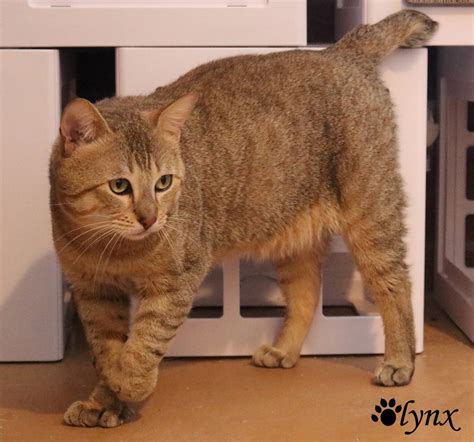 Mâle~ Pixie Bob Chatterie De Lolynx