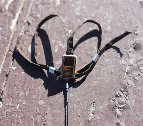 Magpies Help Each Other Escape Tracking Devices With This One Weird
