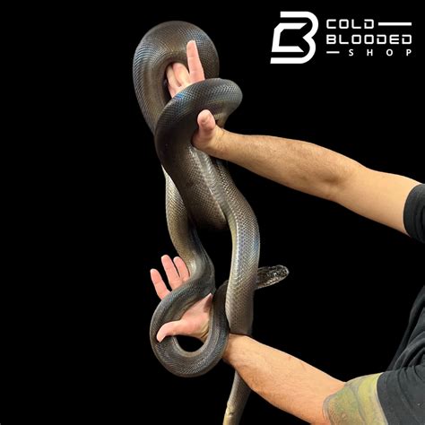 Adult Female Papuan Python Apodora Papuana