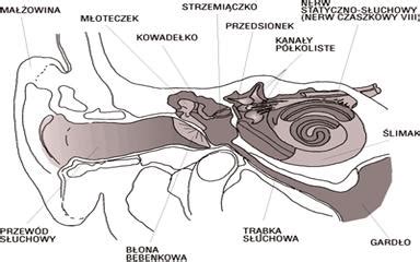 Budowa Ucha Medycyna Bryk Pl