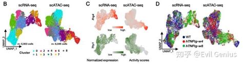 单细胞多组学（rna Atac）联合分析的智慧 知乎