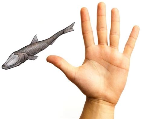 The Grideye Spiderfish Ipnops Agassizii 1878 The Evolution Of