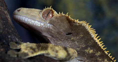 Crested Gecko Imgur