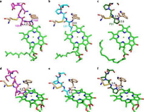 Interaction Between The Different Chl Selectivity Motifs With Bound Chl