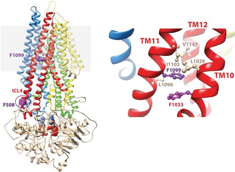 Model Of The 3d Structure Of Cftr Left Ribbon Representation Of The