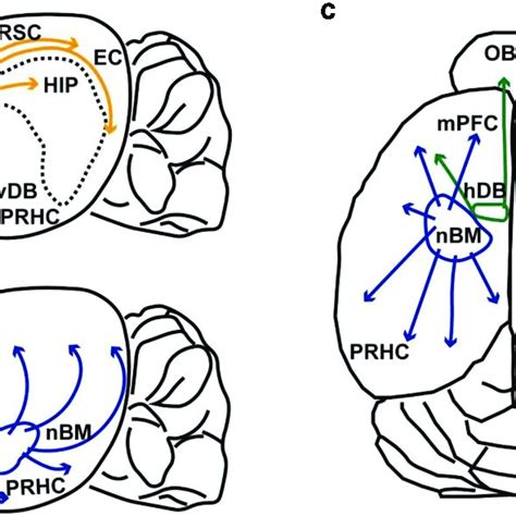 Schematic Illustrations Of Cholinergic Innervation From The Basal