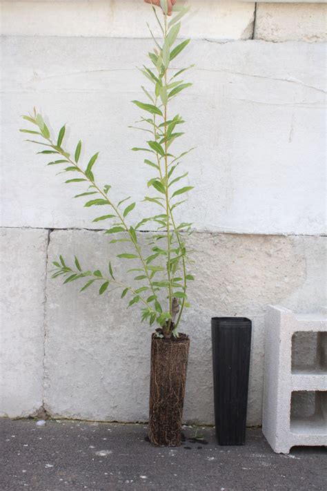 Ohio Native Habitat Nursery On Linkedin Picture Of A Salix Discolor