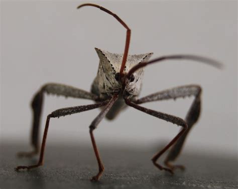 78 Images About Weird Bugs On Pinterest Aliens Close Up And Shield Bugs