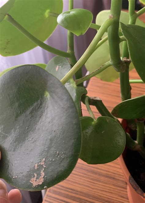 Why Does My Plant Have Brown Spotspatches Like These What Should I Do