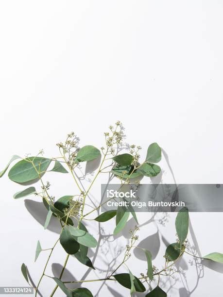 단단한 그림자가 있는 흰색 배경에 신선한 유칼립투스 가지 상단 보기 및 복사 공간 0명에 대한 스톡 사진 및 기타 이미지 0명 개념 건강한 식생활 Istock