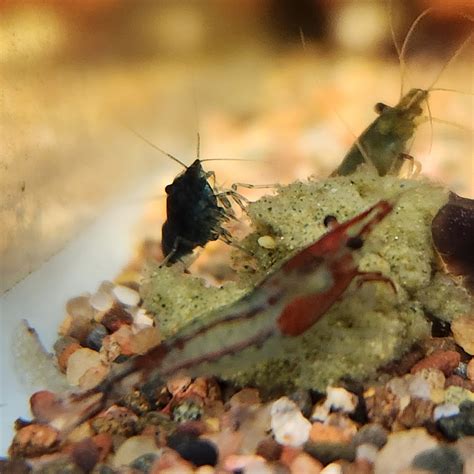 Finally Got Our Synodontis Multipunctatas To Spawn Again