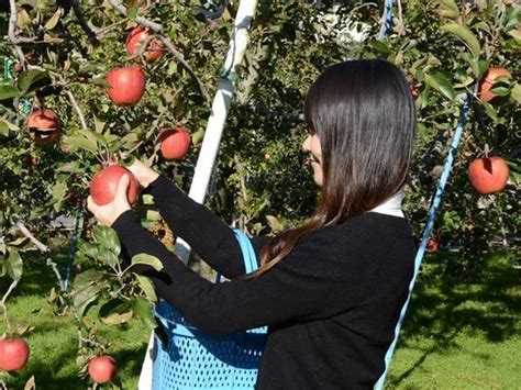 秋の味覚りんご狩り伊香保温泉周辺のお知らせ
