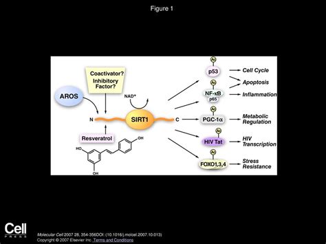 Arousing Sirt1 Identification Of A Novel Endogenous Sirt1 Activator