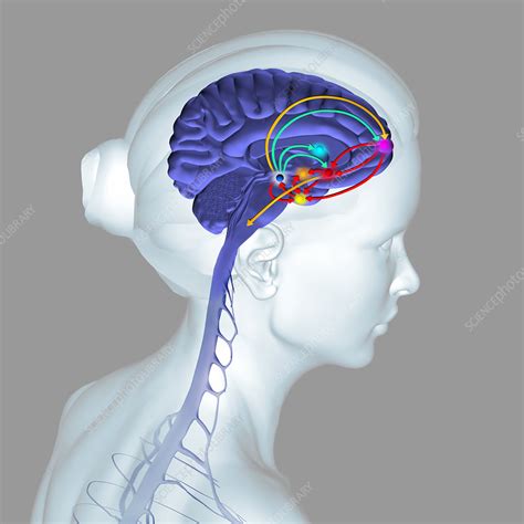 Brain Reward System Stock Image C0171467 Science Photo Library