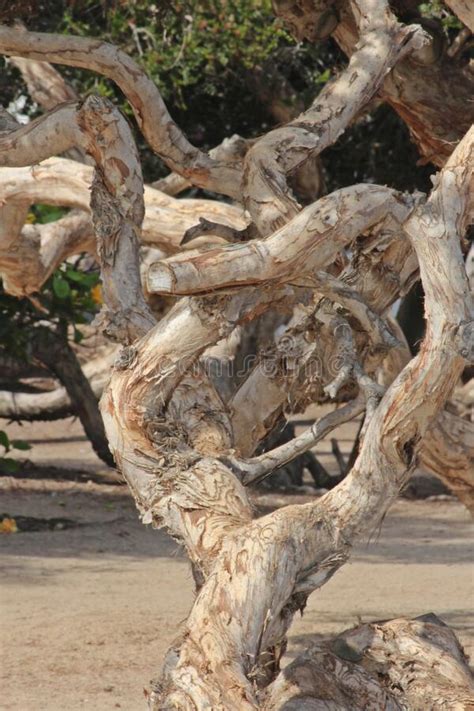 Twisted Tree Trunk And Branches With Mottled Peeling Bark In La Jolla